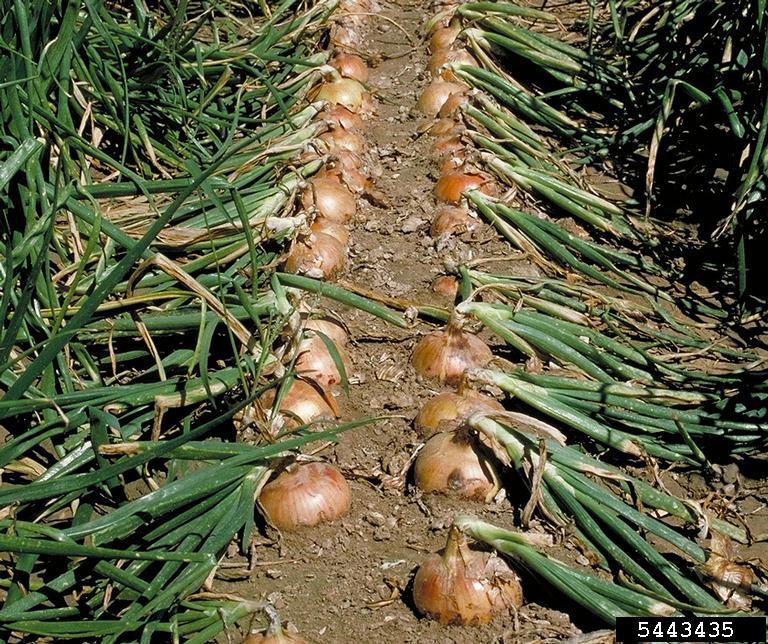 garden onion (Allium cepa L.)