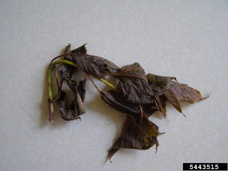 Botryosphaeria rots and cankers (Genus Botryosphaeria Ces. & De Not.)