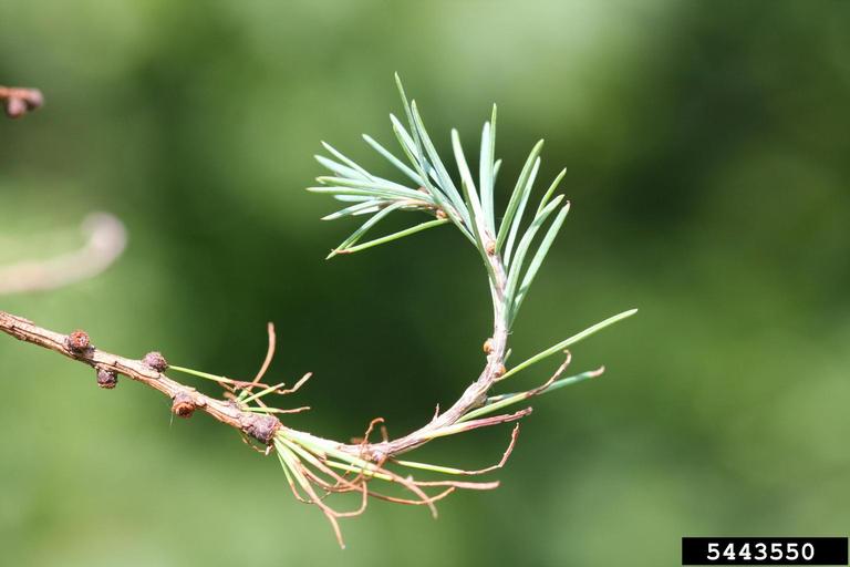 larch sawfly (Pristiphora erichsonii)