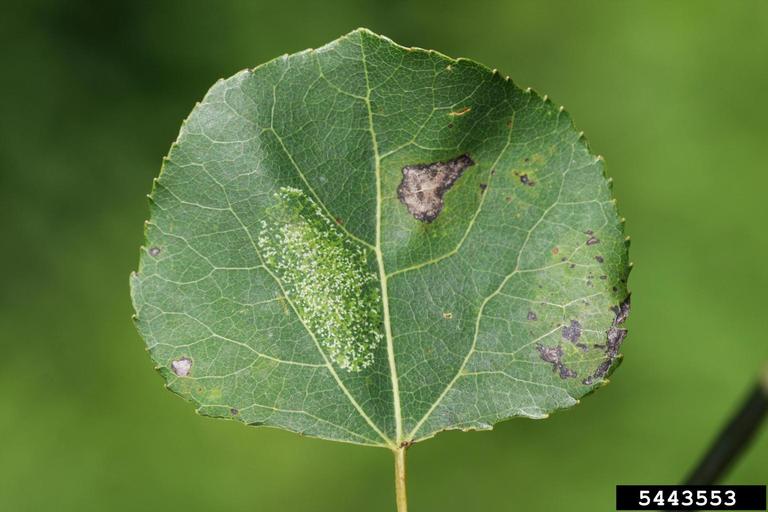 aspen blotchminer (Phyllonorycter apparella)
