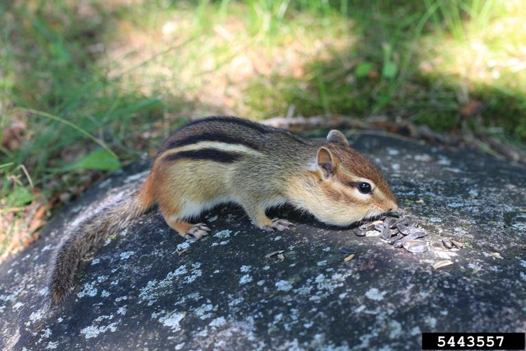 eastern chipmunk (Tamias striatus (Linnaeus, 1758))