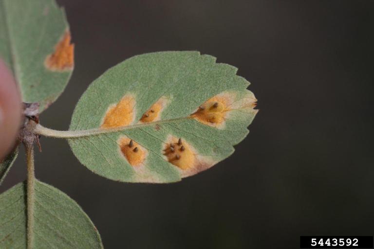juniper witches' broom rust (Gymnosporangium nidus-avis Thaxt.) on Utah ...