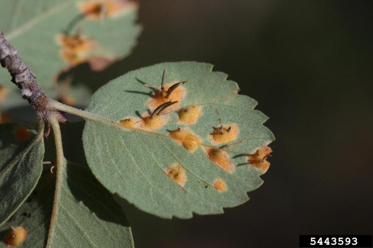juniper witches' broom rust (Gymnosporangium nidus-avis Thaxt.)