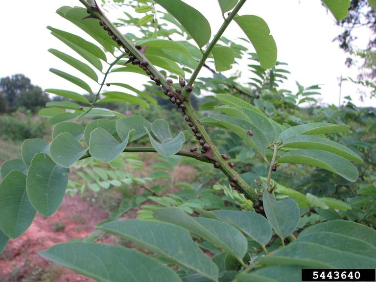 kudzu bug (Megacopta cribraria (Fabricius))