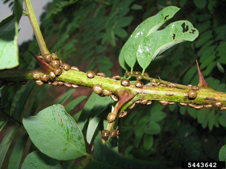 kudzu bug (Megacopta cribraria (Fabricius))