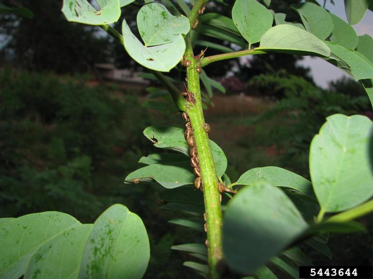 kudzu bug (Megacopta cribraria (Fabricius))
