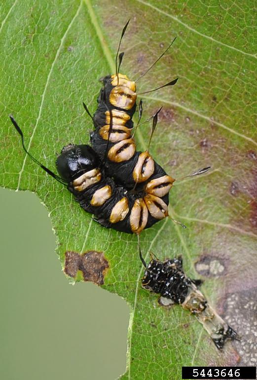 funerary dagger moth (Acronicta funeralis)