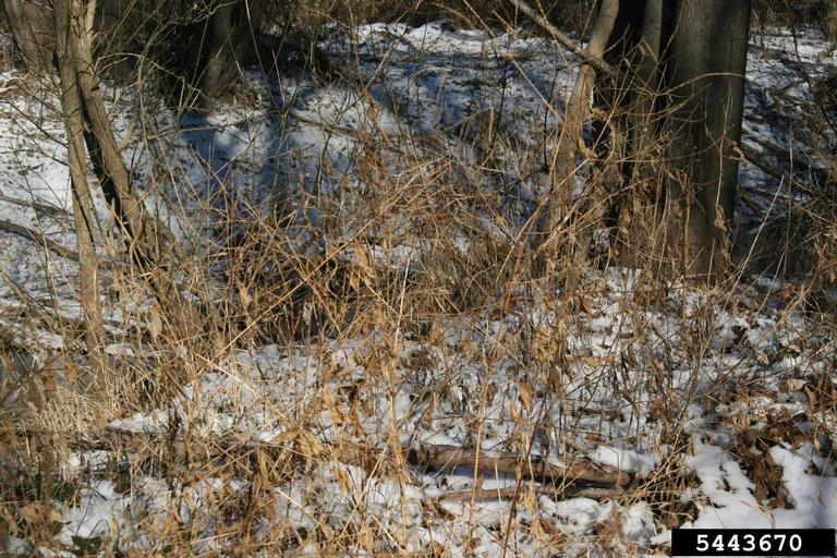 Japanese chaff flower (Achyranthes japonica (Miq.) Nakai)