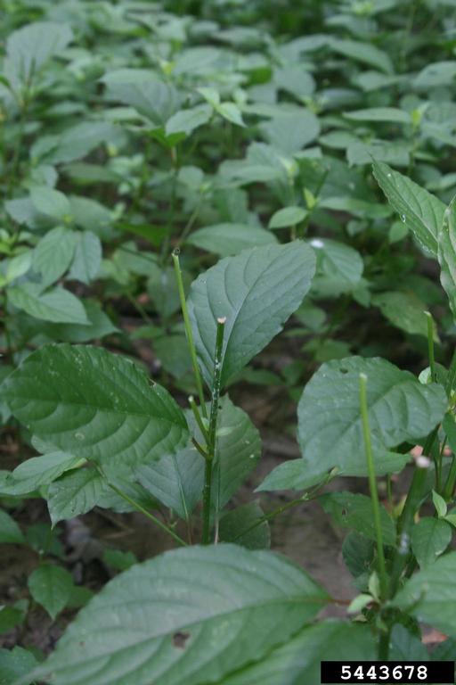 Japanese chaff flower (Achyranthes japonica (Miq.) Nakai)