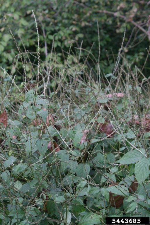 Japanese chaff flower (Achyranthes japonica (Miq.) Nakai)