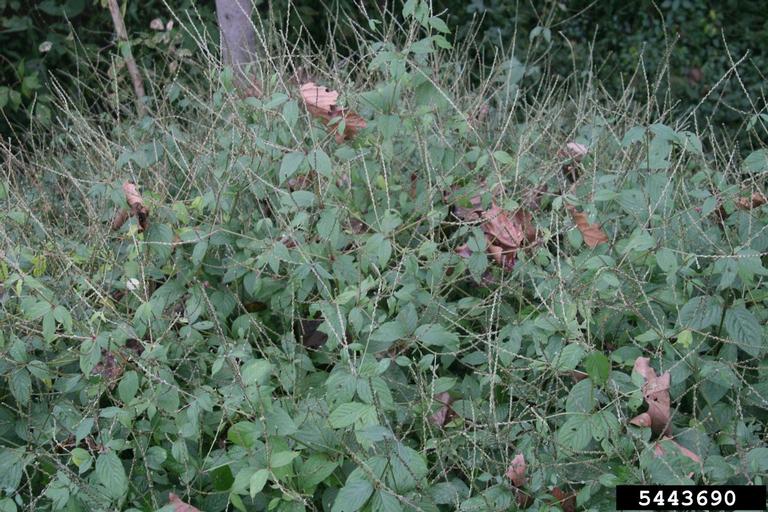 Japanese chaff flower (Achyranthes japonica (Miq.) Nakai)