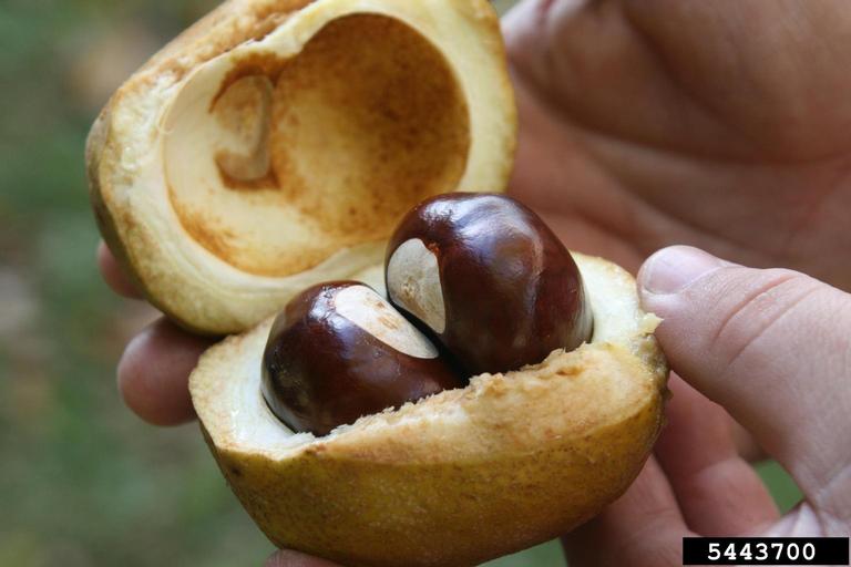 yellow buckeye (Aesculus flava)