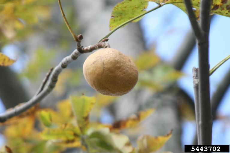 yellow buckeye (Aesculus flava)