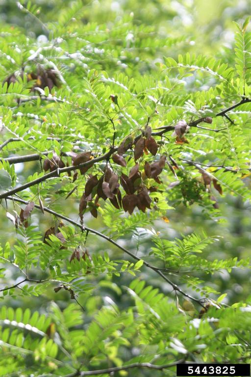 water locust (Gleditsia aquatica Marsh.)