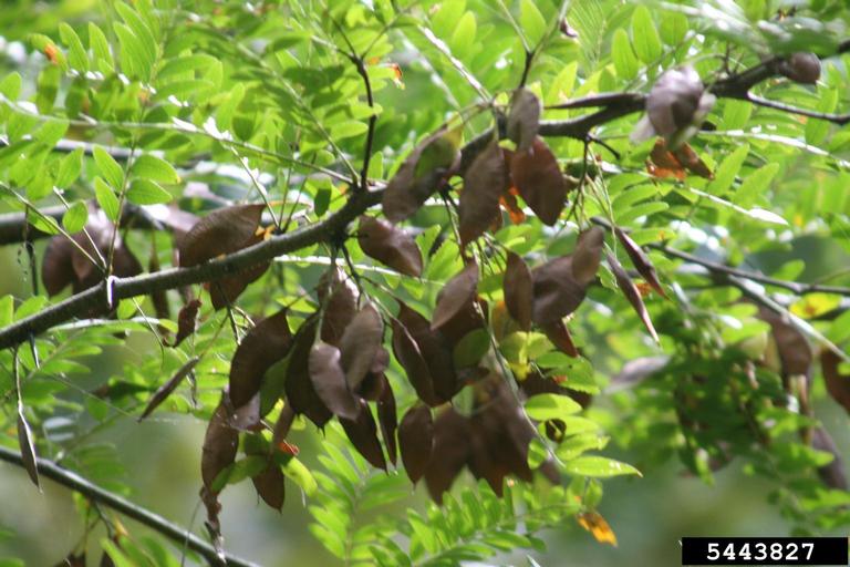 water locust (Gleditsia aquatica Marsh.)
