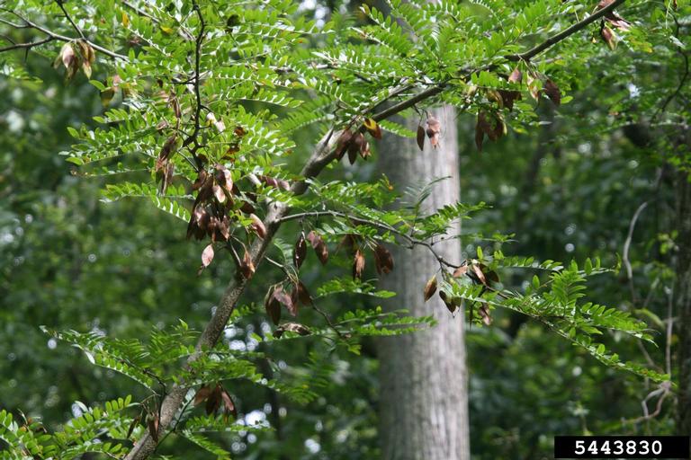 water locust (Gleditsia aquatica Marsh.)