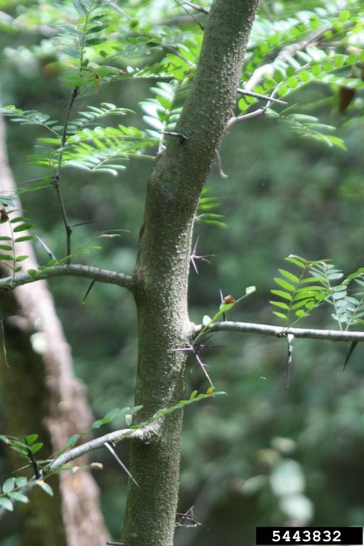 water locust (Gleditsia aquatica)