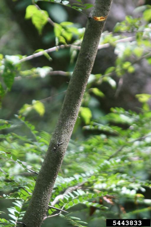 water locust (Gleditsia aquatica Marsh.)
