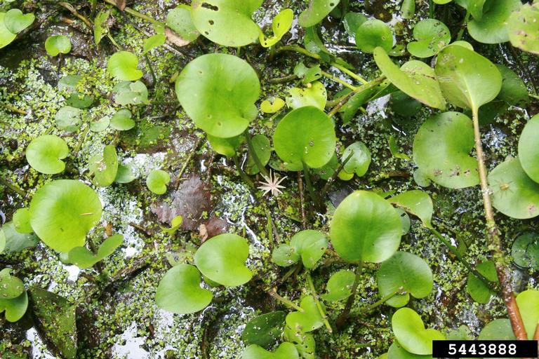 American frogbit (Limnobium spongia (Bosc) L.C. Rich. ex Steud.)