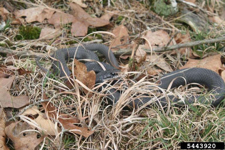 racer (Coluber constrictor Linnaeus, 1758)