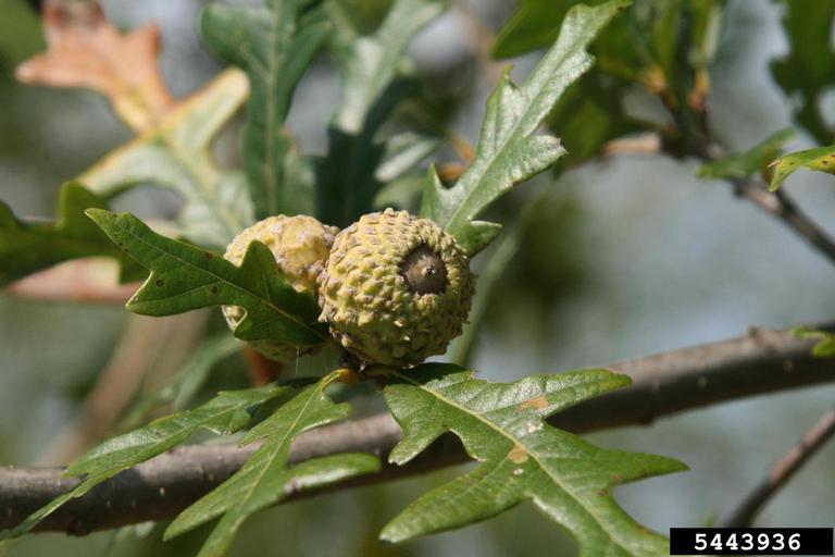overcup oak (Quercus lyrata)