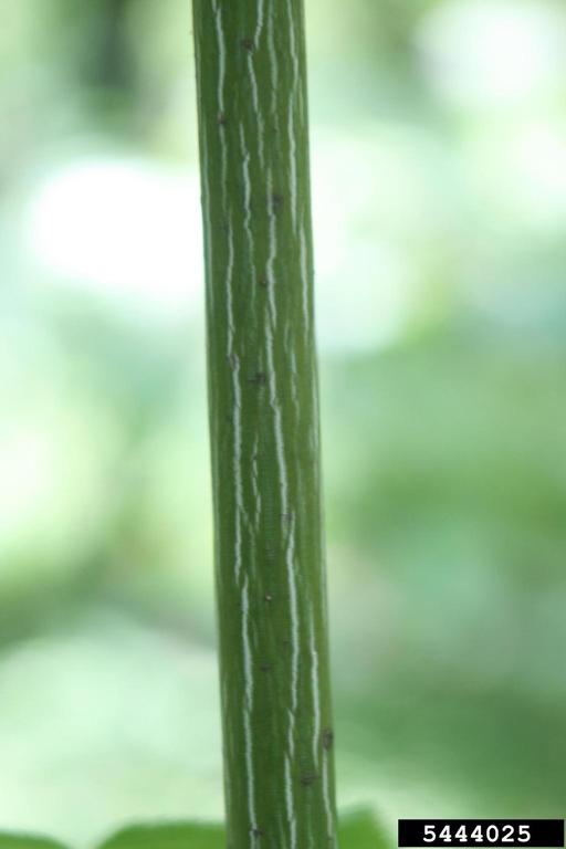 striped maple (Acer pensylvanicum L.)