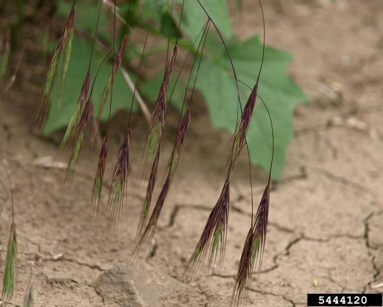 cheatgrass, downy brome (Bromus tectorum L.)