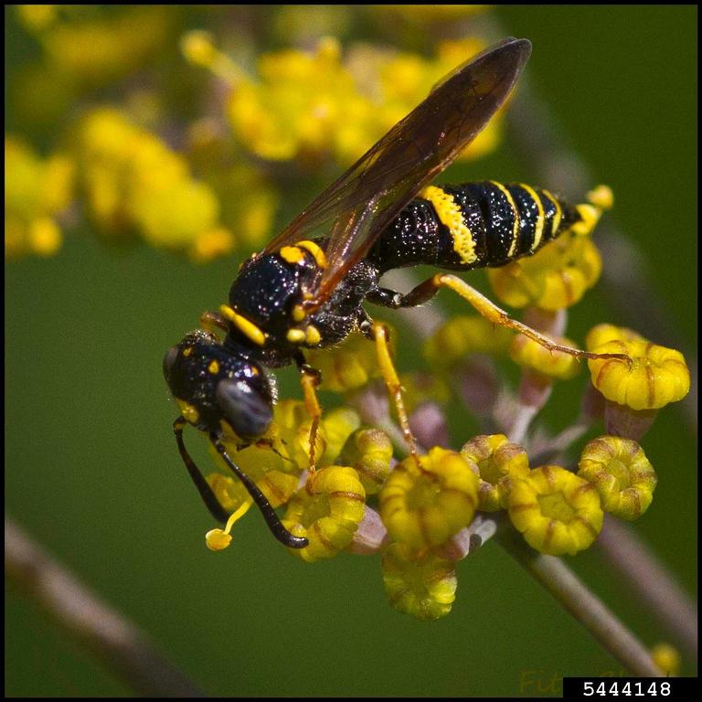 Sphecid wasp (Philanthus gibbosus Fabricius, 1775)
