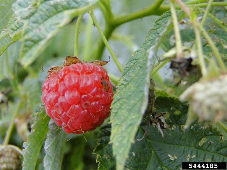 spotted-wing drosophila (Drosophila suzukii (Matsumura, 1931))