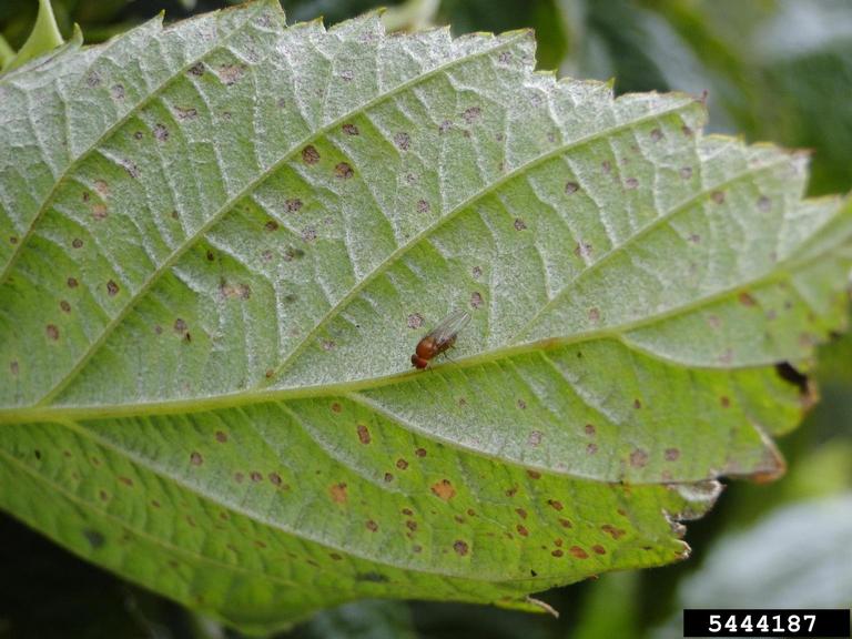 spotted-wing drosophila (Drosophila suzukii (Matsumura, 1931))