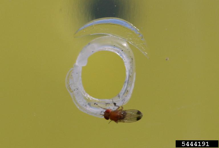 spotted-wing drosophila (Drosophila suzukii (Matsumura, 1931))