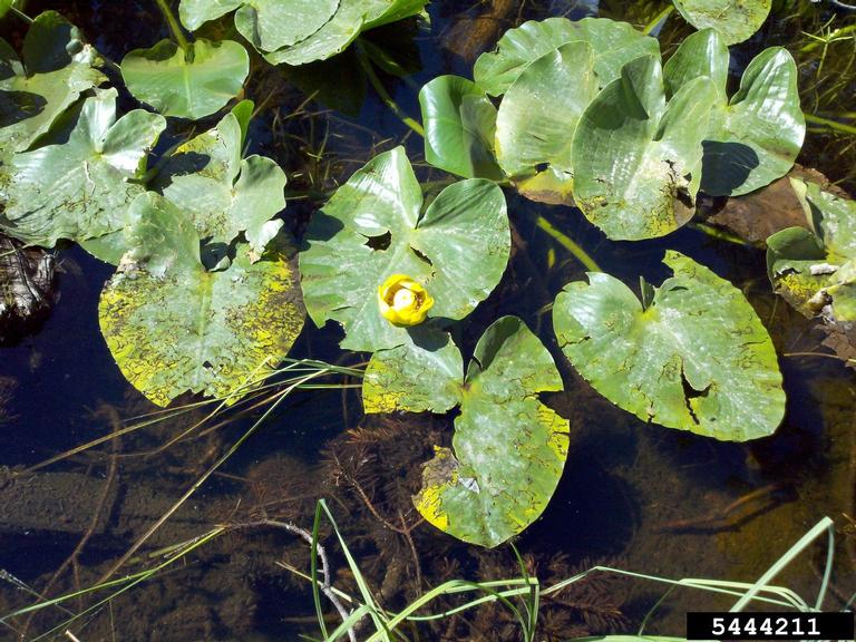Rocky Mountain pond-lily (Nuphar lutea ssp. polysepala (Engelm.) E.O. Beal)
