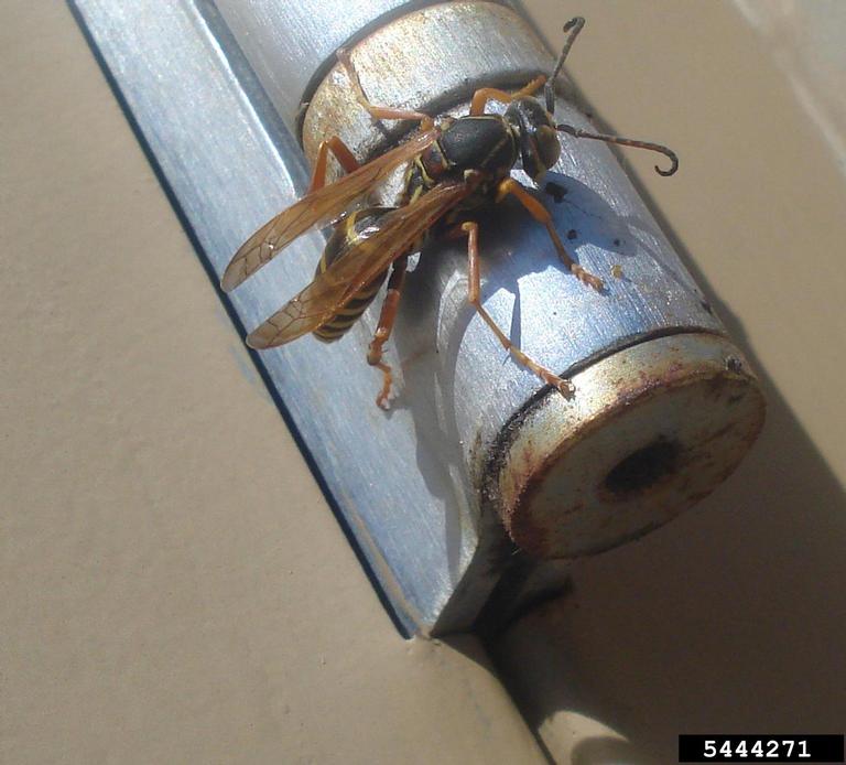 paper wasp (Polistes fuscatus)
