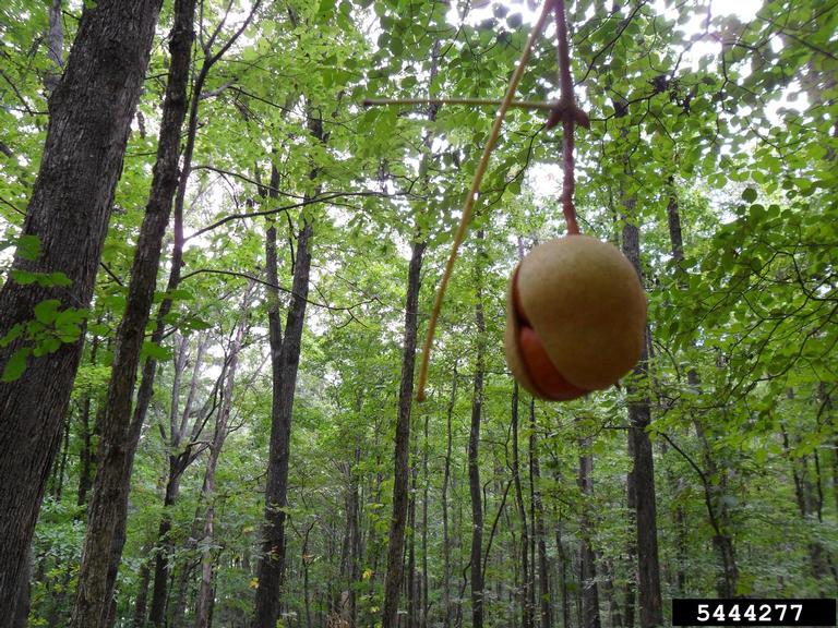 red buckeye (Aesculus pavia L.)