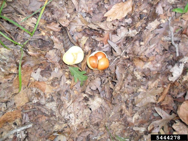 red buckeye (Aesculus pavia L.)