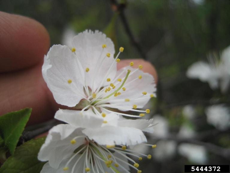 Canadian plum (Prunus nigra Aiton)
