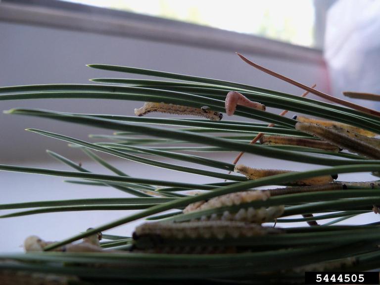 European pine sawfly (Neodiprion sertifer)