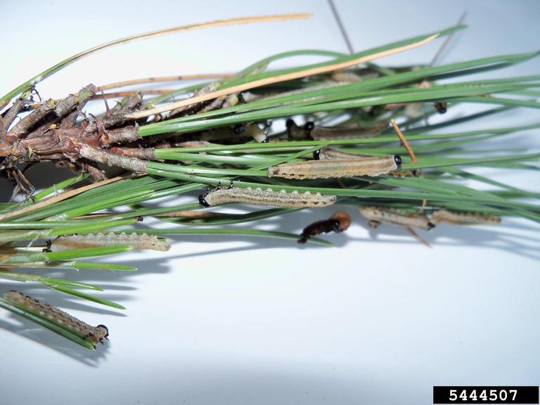 European pine sawfly (Neodiprion sertifer)