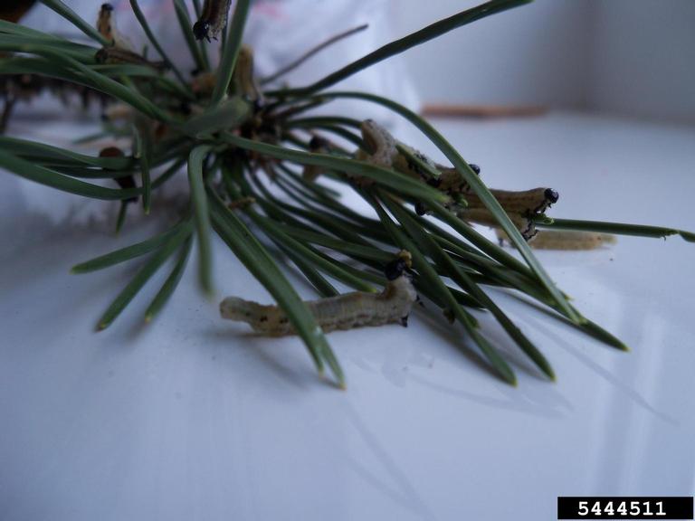 European pine sawfly (Neodiprion sertifer (Geoffroy))
