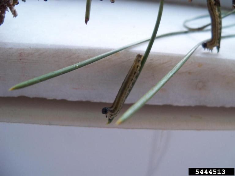 European pine sawfly (Neodiprion sertifer (Geoffroy))