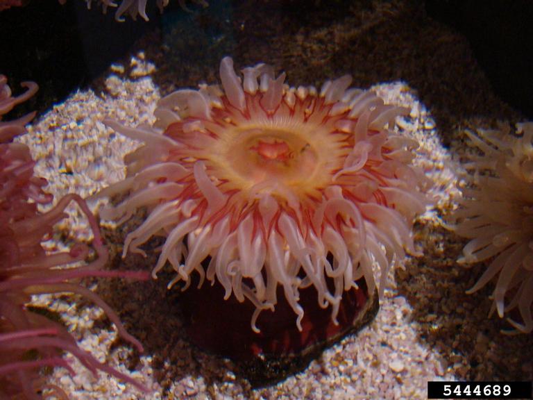 fish-eating anemone (Urticina piscivora (Sebens and Laakso, 1978))