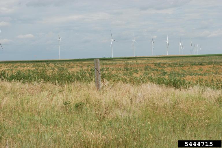 windmills