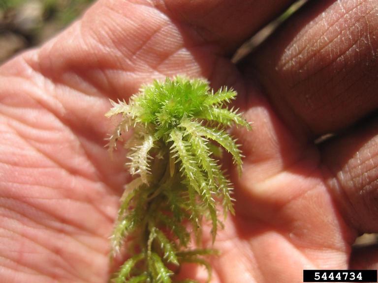 sphagnum, Sphagnum squarrosum (Sphagnales: Sphagnaceae) - 5444734