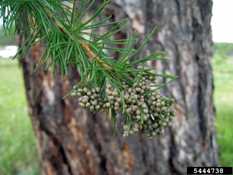 Siberian moth (Dendrolimus sibiricus ) on larch (Larix spp. ) - 5444738
