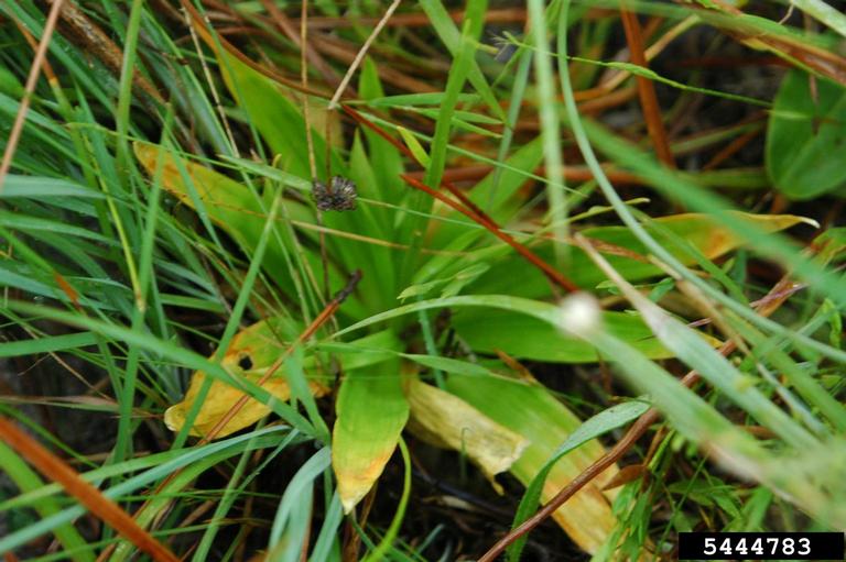 yellow colicroot (Aletris lutea Small)
