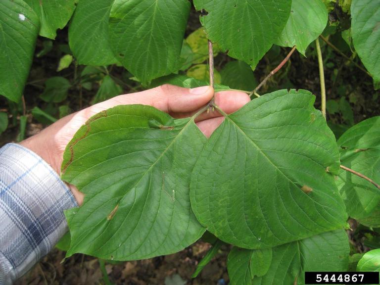 roundleaf dogwood (Cornus rugosa)