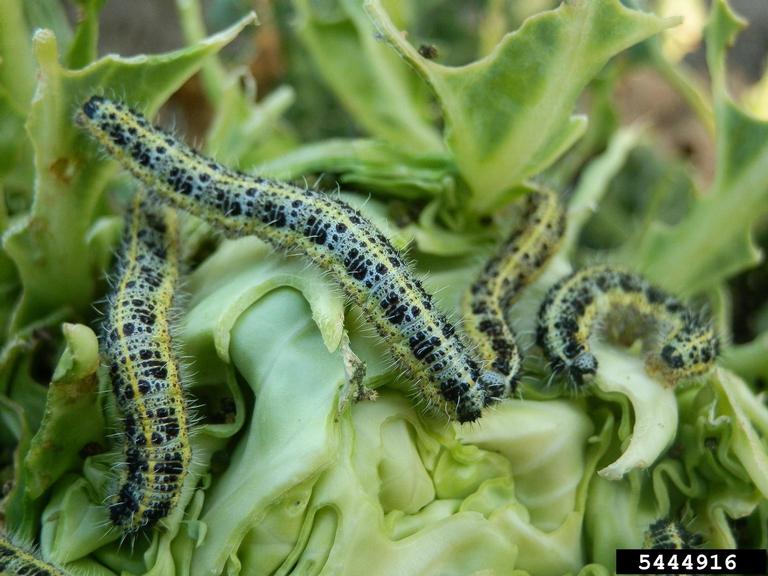 large white butterfly (Pieris brassicae Linnaeus)