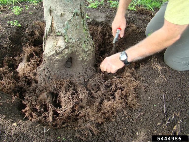 root zone excavation
