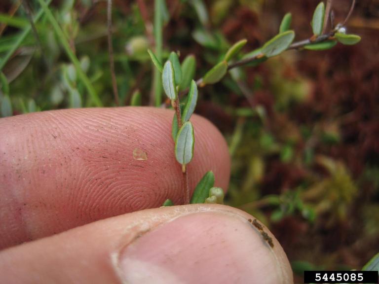 small cranberry (Vaccinium oxycoccos)