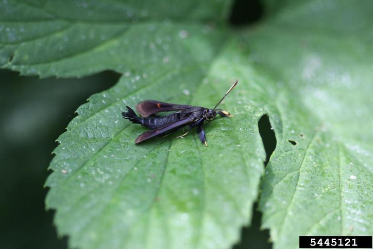 Virginia creeper clearwing (Albuna fraxini (Henry Edwards))